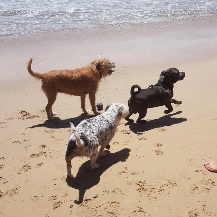 animal...caree - @animal...caree TikTok Analytics | Profile, videos ...