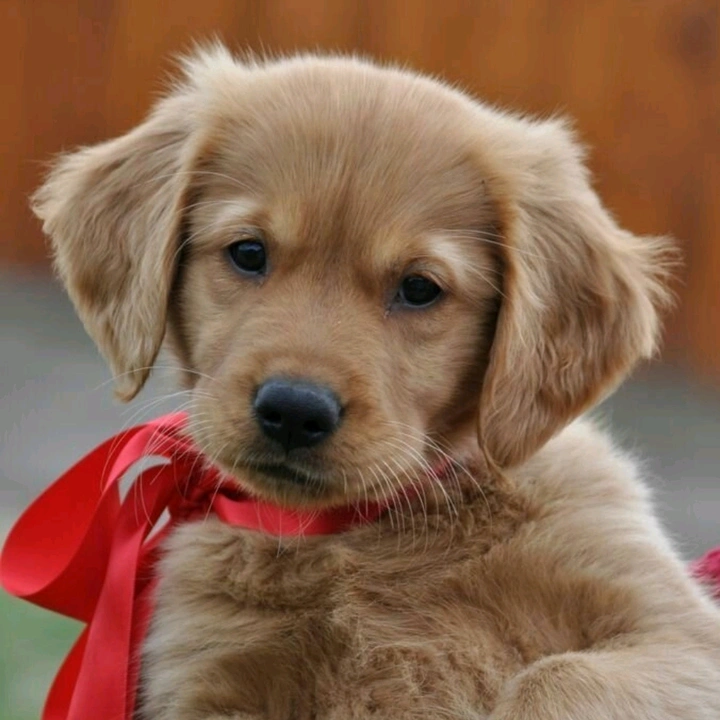 I ♥️ ANIMALS 🐕🐯😻🖤 - @animalzzzzzzzzz TikTok Analytics | Profile, videos ...