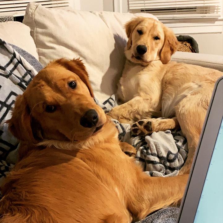 Ariana Feygin - @arianafeygin TikTok Analytics | Profile, videos ...